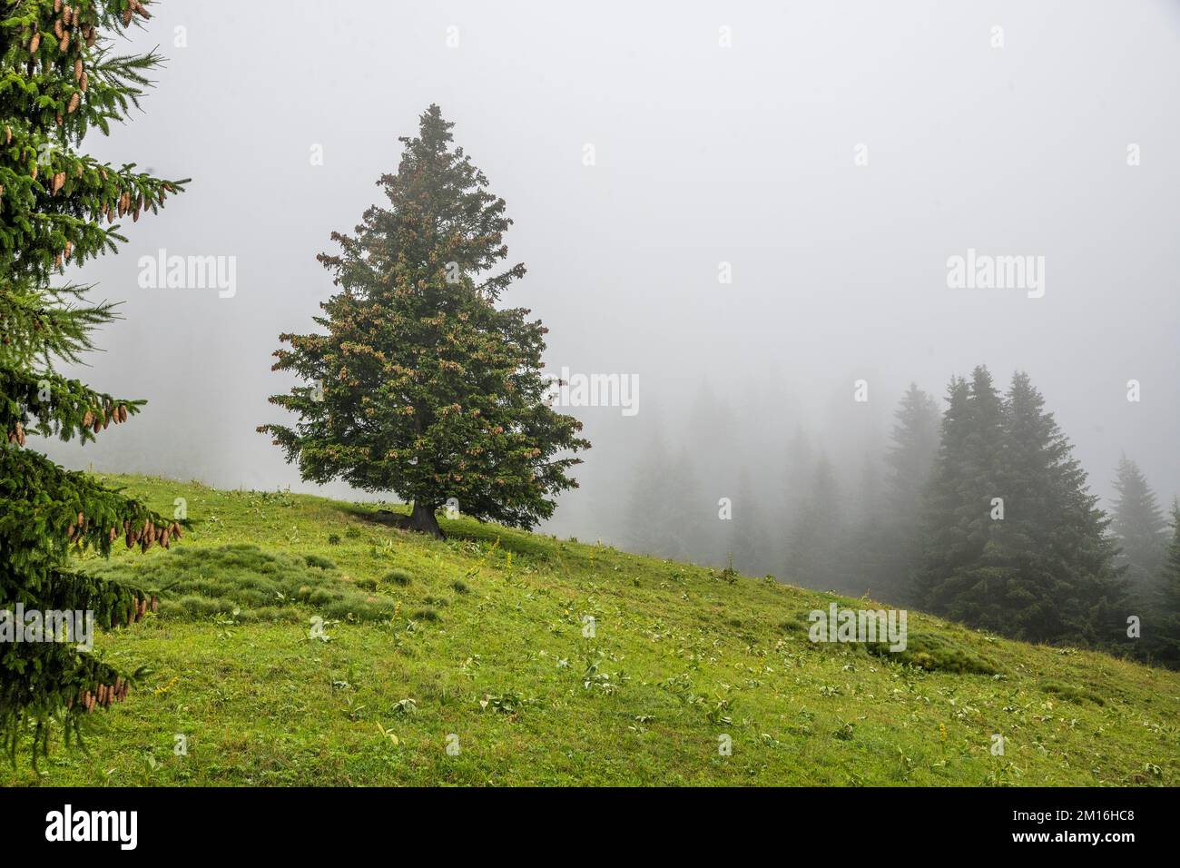 Picea abies, the Norway spruce or European spruce, is a species of ...