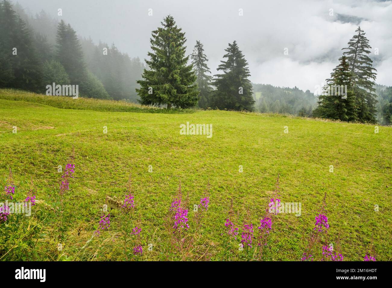 Picea abies, the Norway spruce or European spruce, is a species of ...