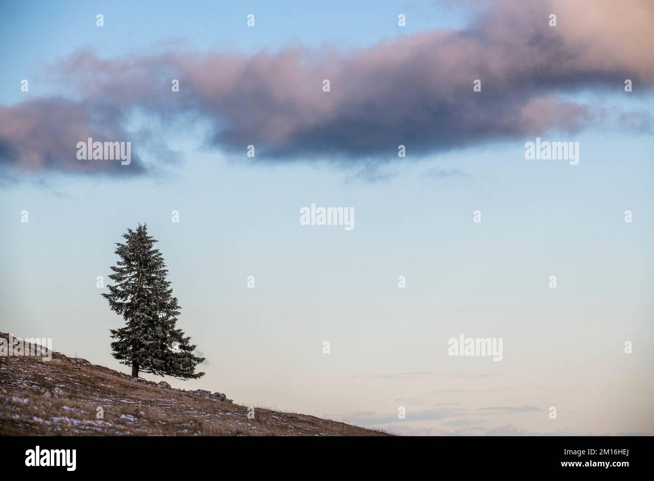 Picea abies, the Norway spruce or European spruce, is a species of ...