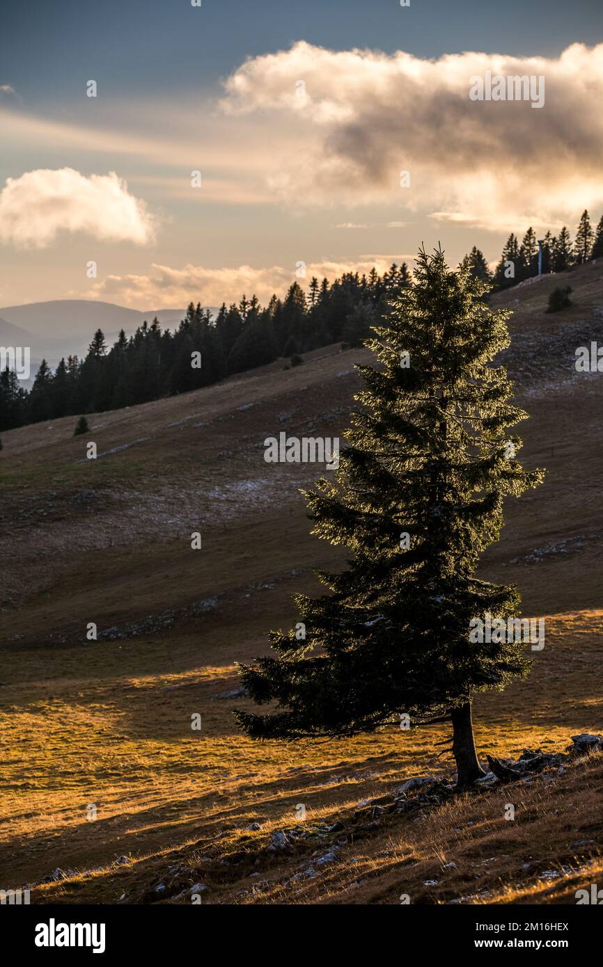 Picea abies, the Norway spruce or European spruce, is a species of ...