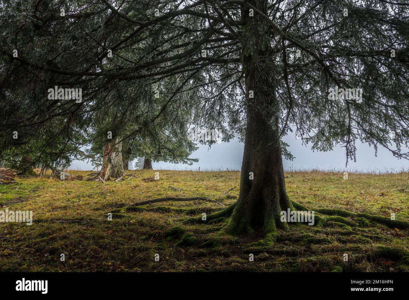 Picea abies, the Norway spruce or European spruce, is a species of ...