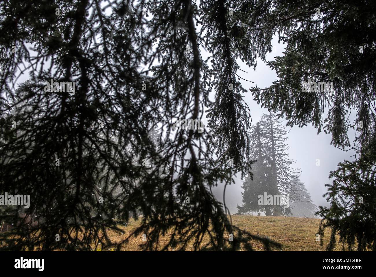 Picea abies, the Norway spruce or European spruce, is a species of ...