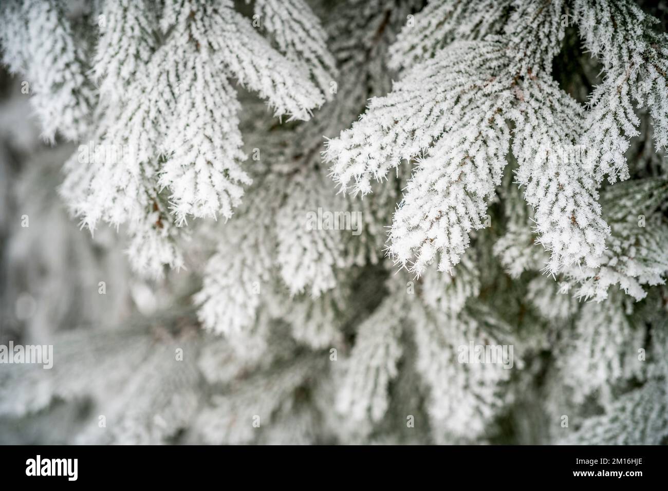 Picea abies, the Norway spruce or European spruce, is a species of ...