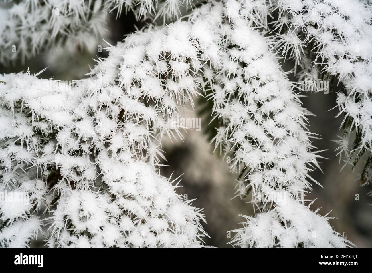 Picea abies, the Norway spruce or European spruce, is a species of ...