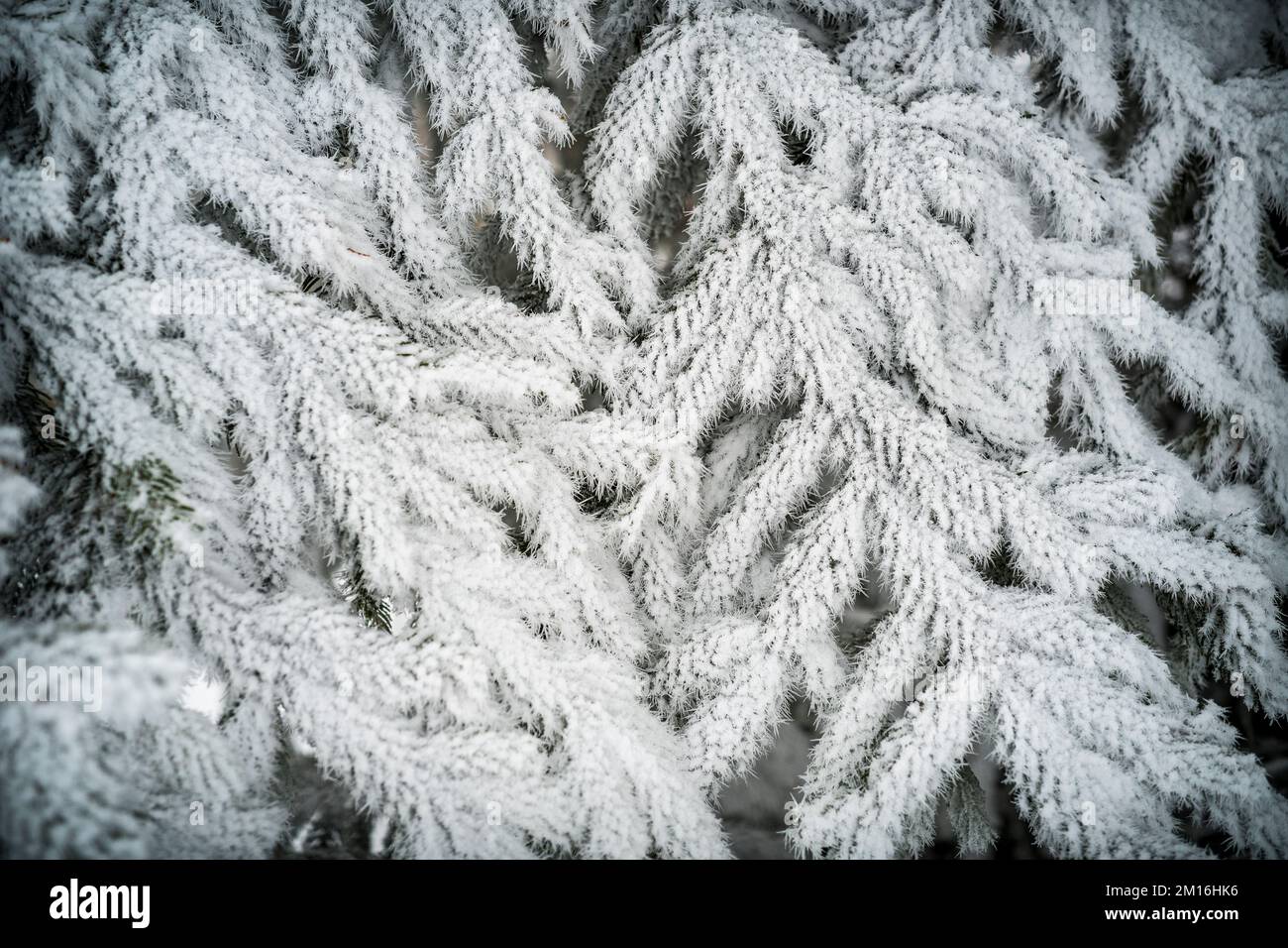 Picea abies, the Norway spruce or European spruce, is a species of ...