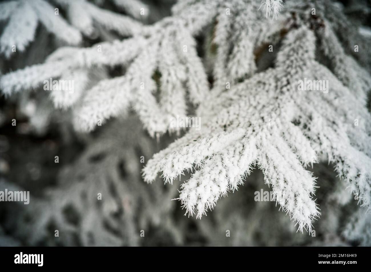 Picea abies, the Norway spruce or European spruce, is a species of ...