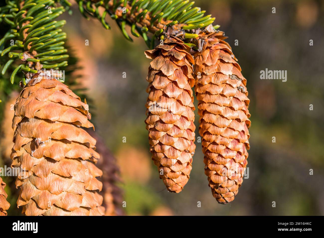 Norway spruce pine cone hi-res stock photography and images - Alamy