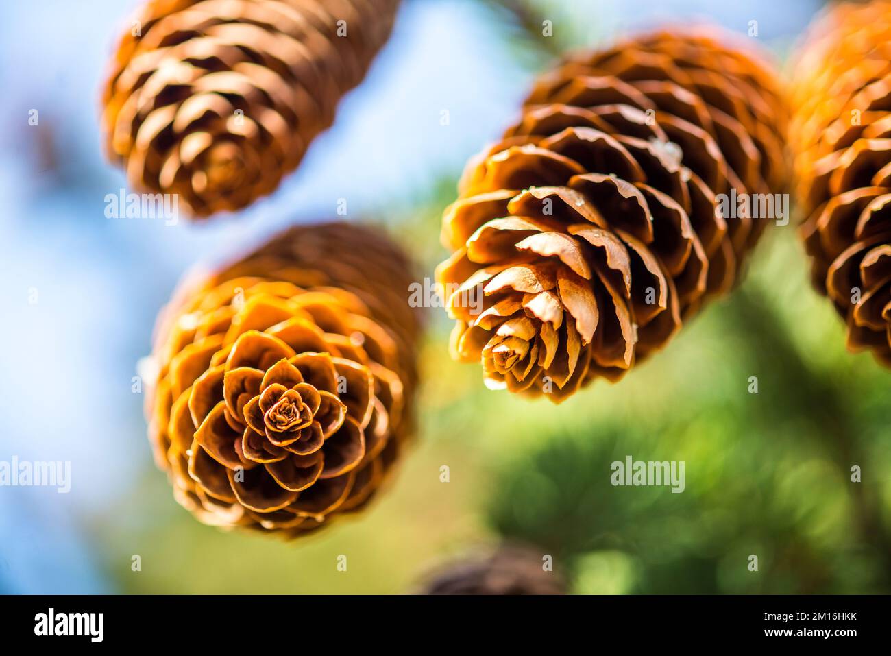 Picea abies, the Norway spruce or European spruce, is a species of ...