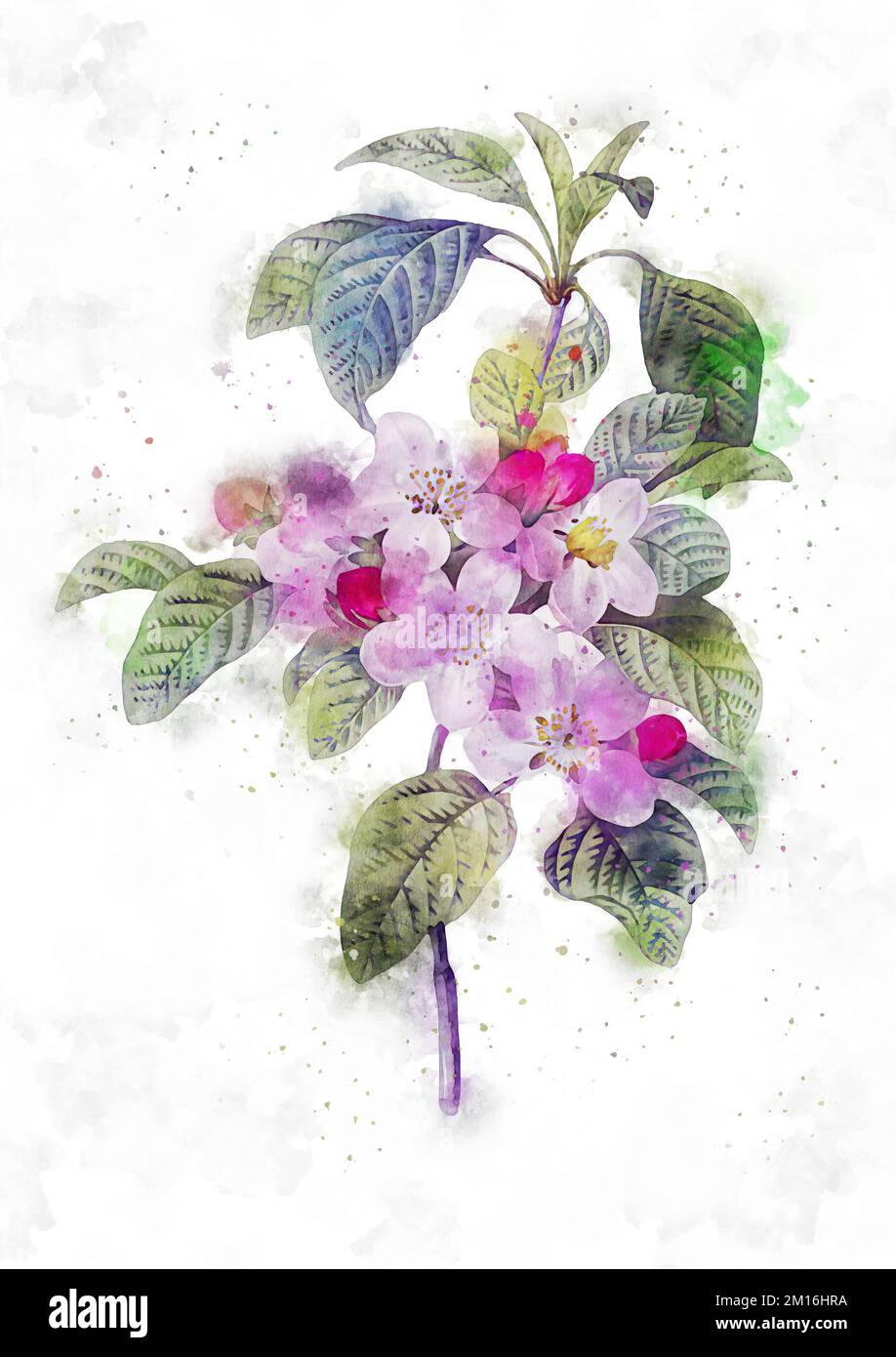 Watercolor Flower Illustration Stock Photo - Alamy