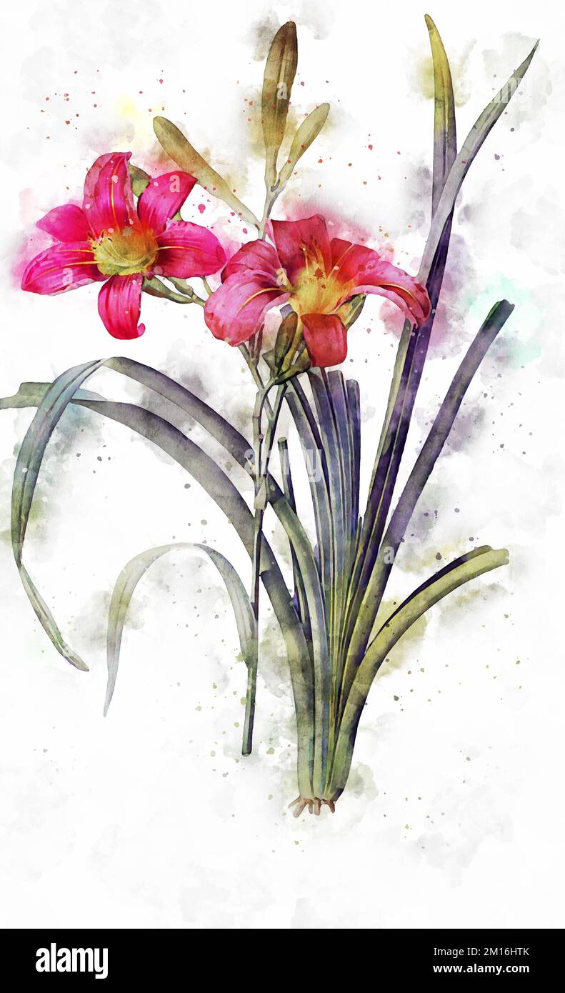 Watercolor Flower Illustration Stock Photo - Alamy