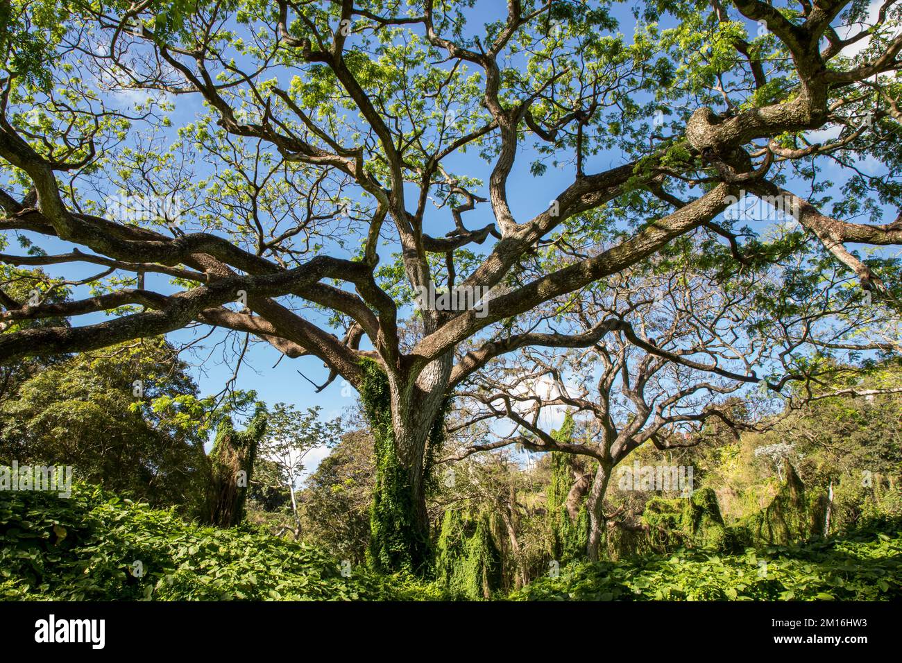 A low angle shot of a tall tree with long twisting branches in a forest ...