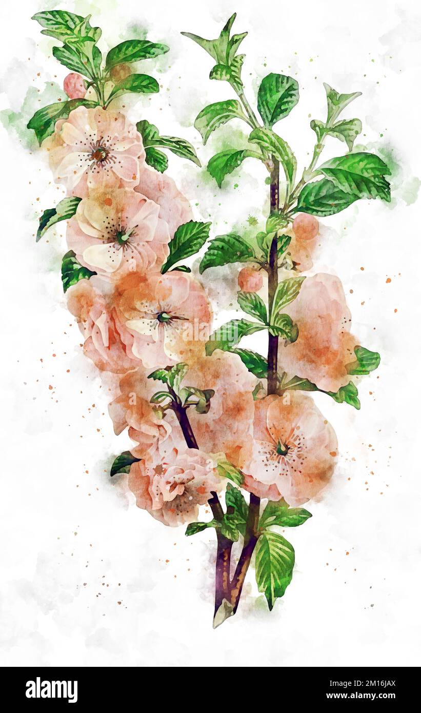 Watercolor Flower Illustration Stock Photo - Alamy