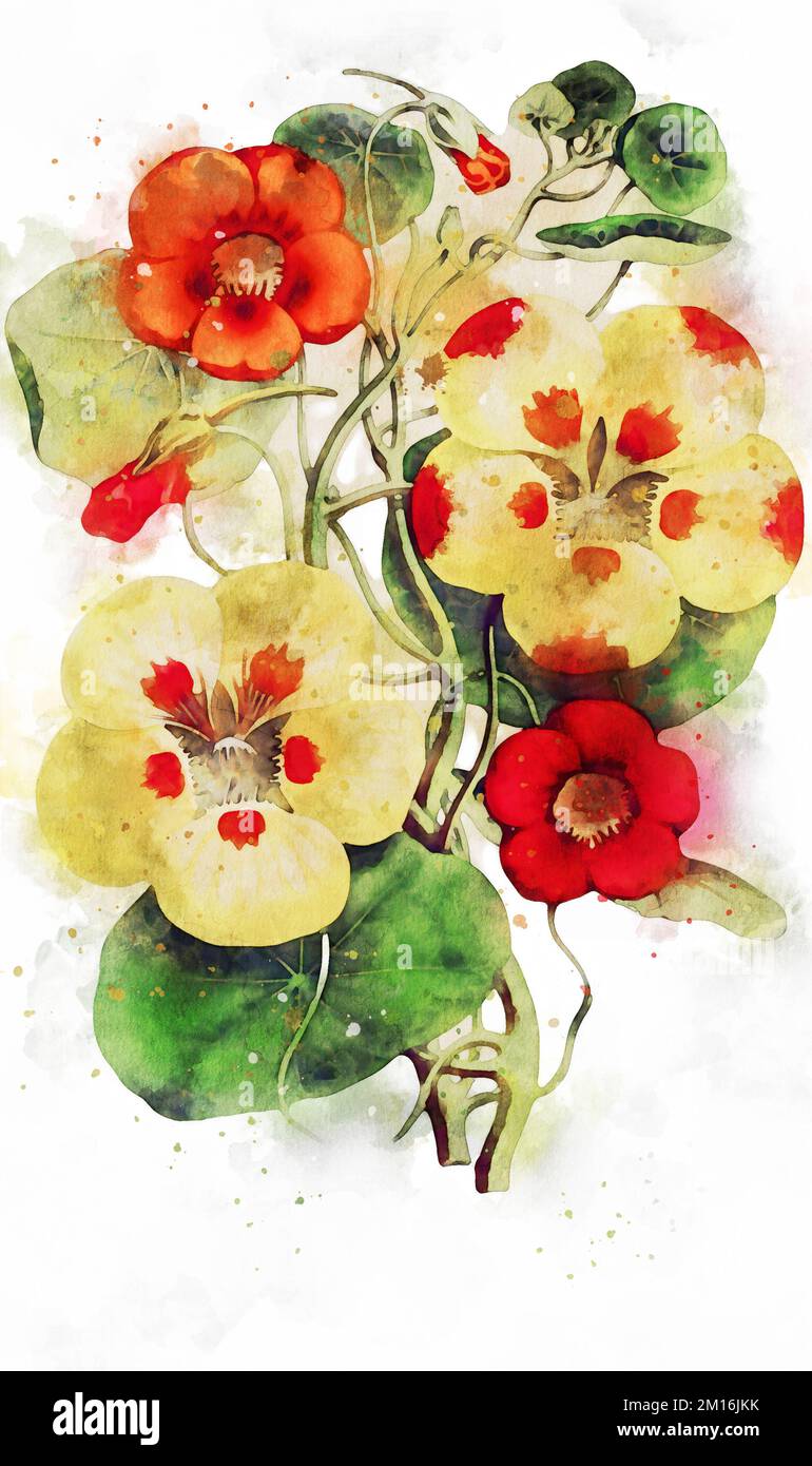 Watercolor Flower Illustration Stock Photo - Alamy
