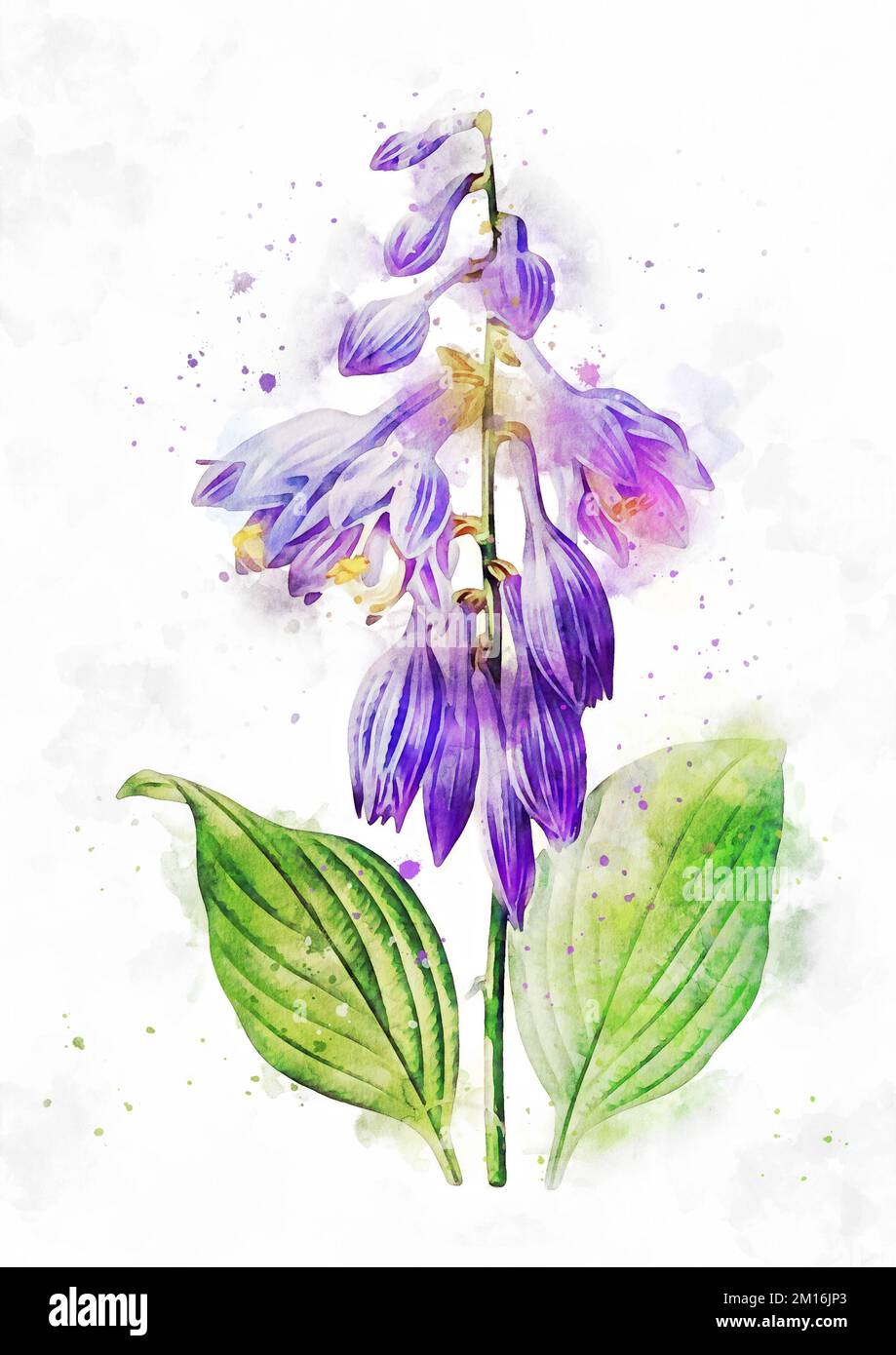 Watercolor Flower Illustration Stock Photo - Alamy
