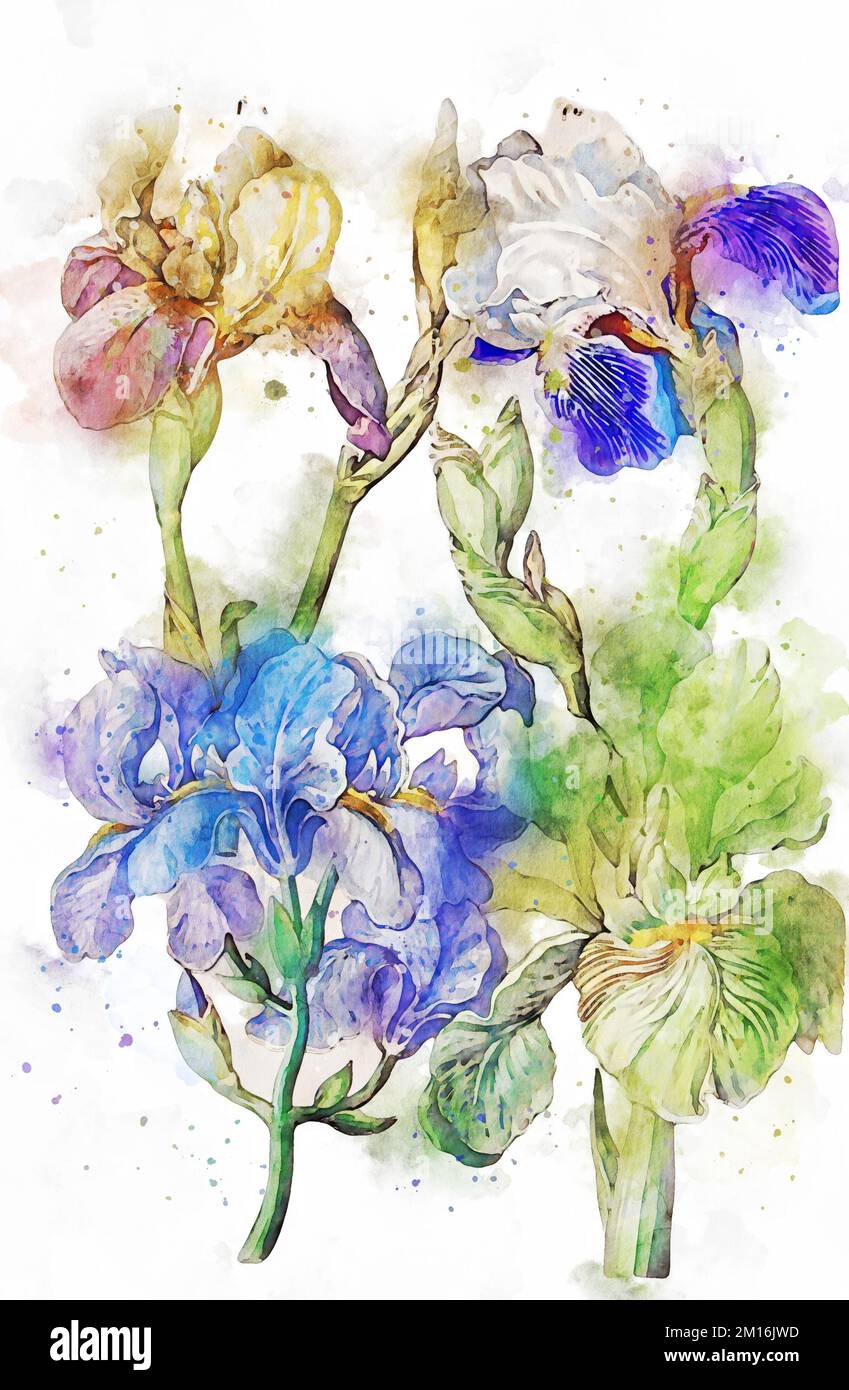 Watercolor Flower Illustration Stock Photo - Alamy