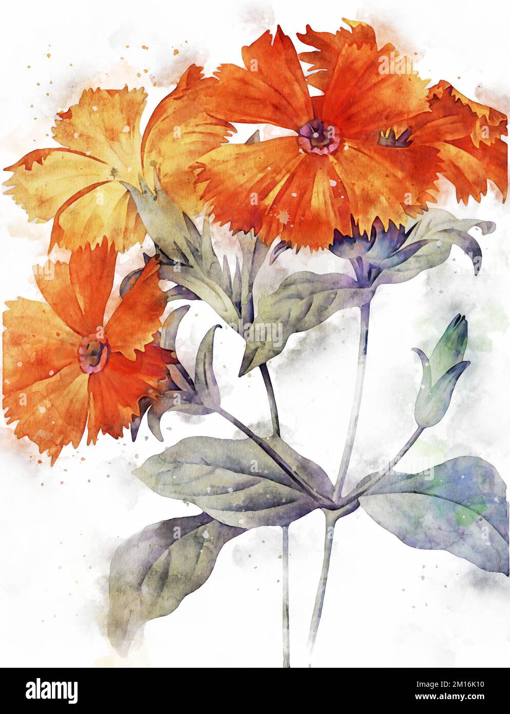 Watercolor Flower Illustration Stock Photo - Alamy