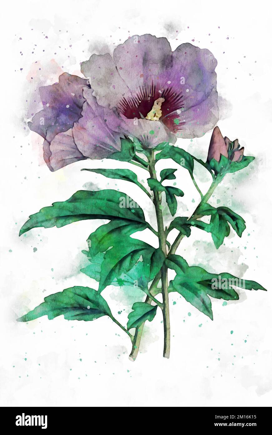 Watercolor Flower Illustration Stock Photo - Alamy