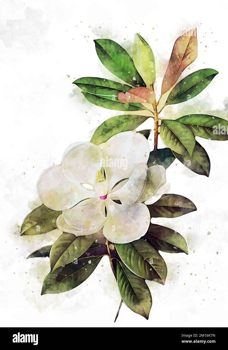 Watercolor Flower Illustration Stock Photo - Alamy