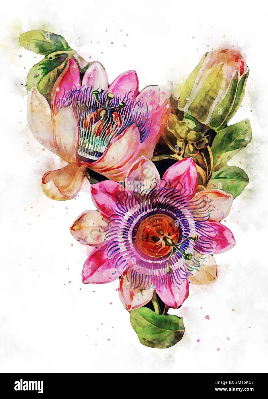 Watercolor Flower Illustration Stock Photo - Alamy