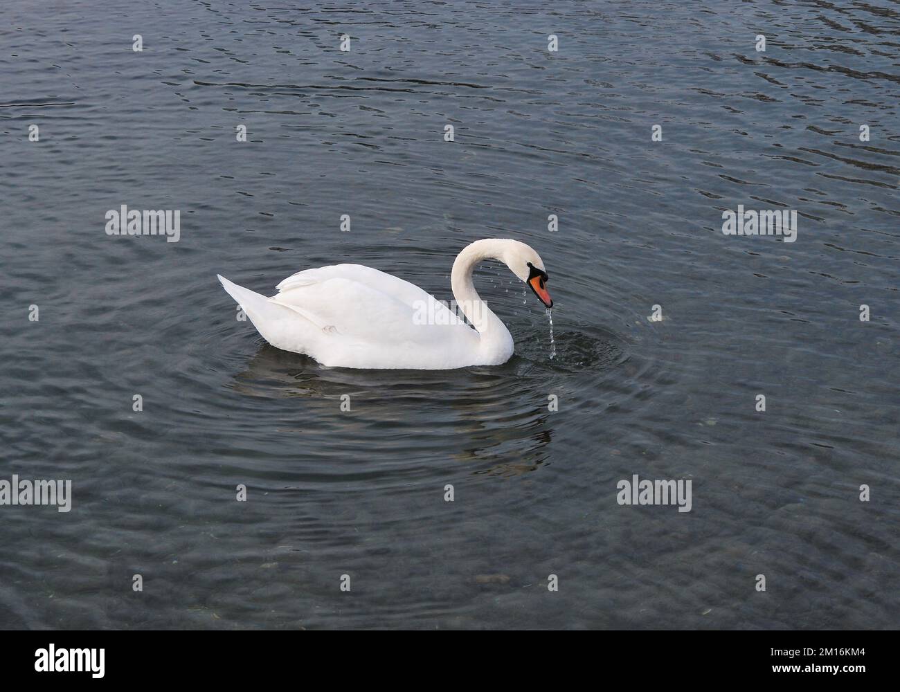 Ada bird hi-res stock photography and images - Alamy