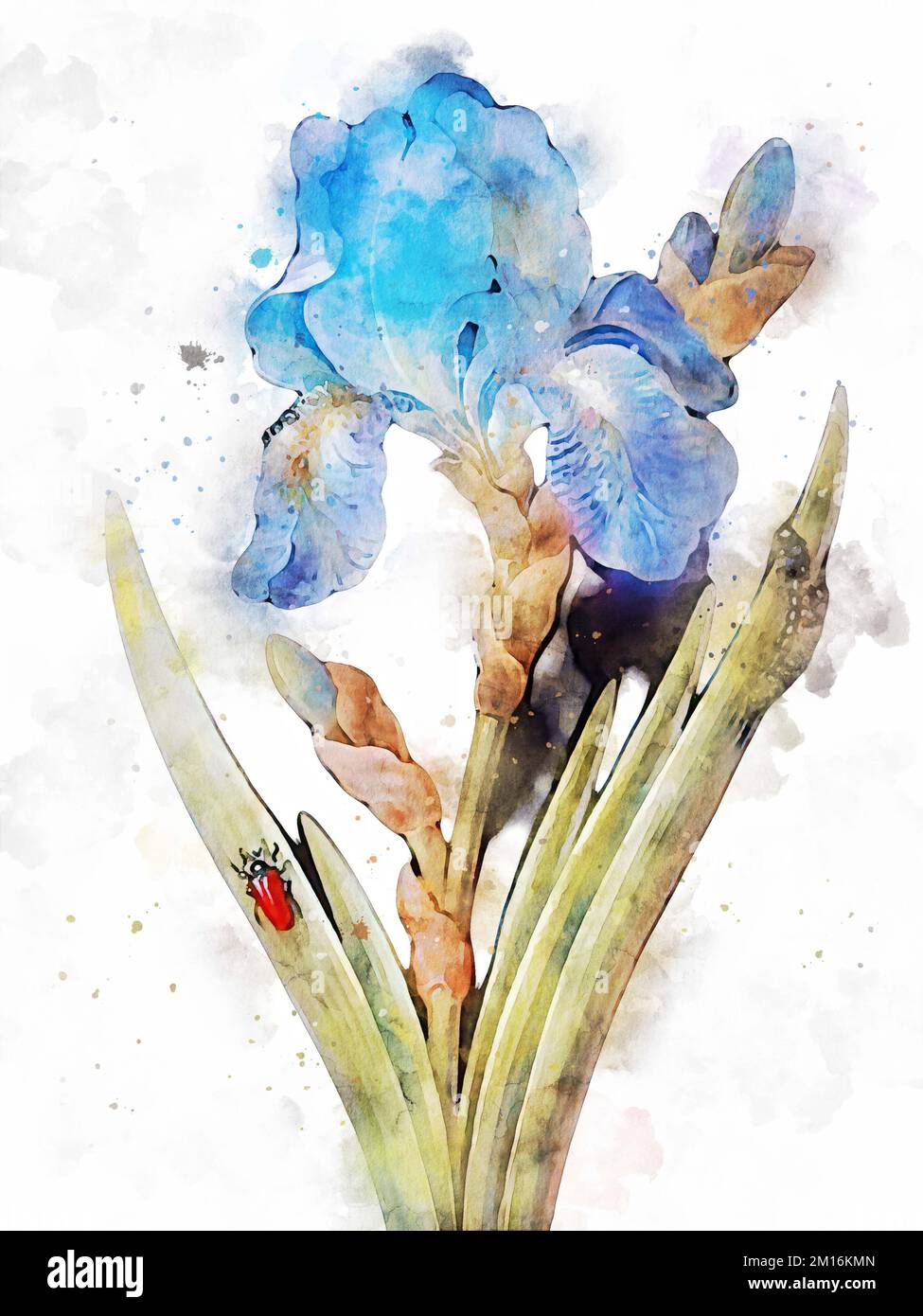 Watercolor Flower Illustration Stock Photo - Alamy