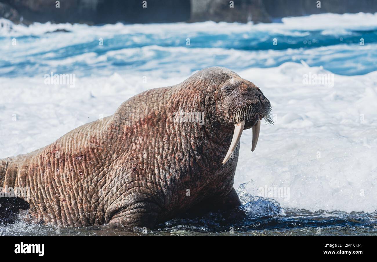A closeup shot of a large brown walrus on a snowy area Stock Photo - Alamy
