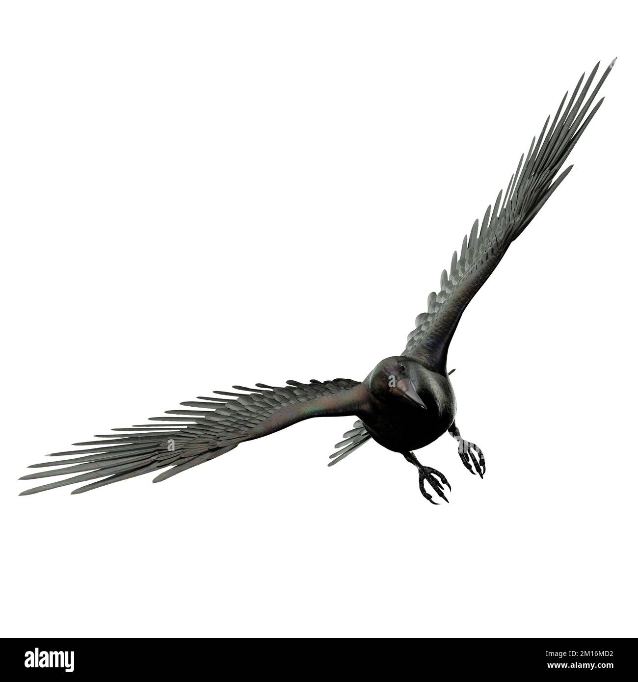 Black crow isolated on a white background, 3D Illustration, 3D ...