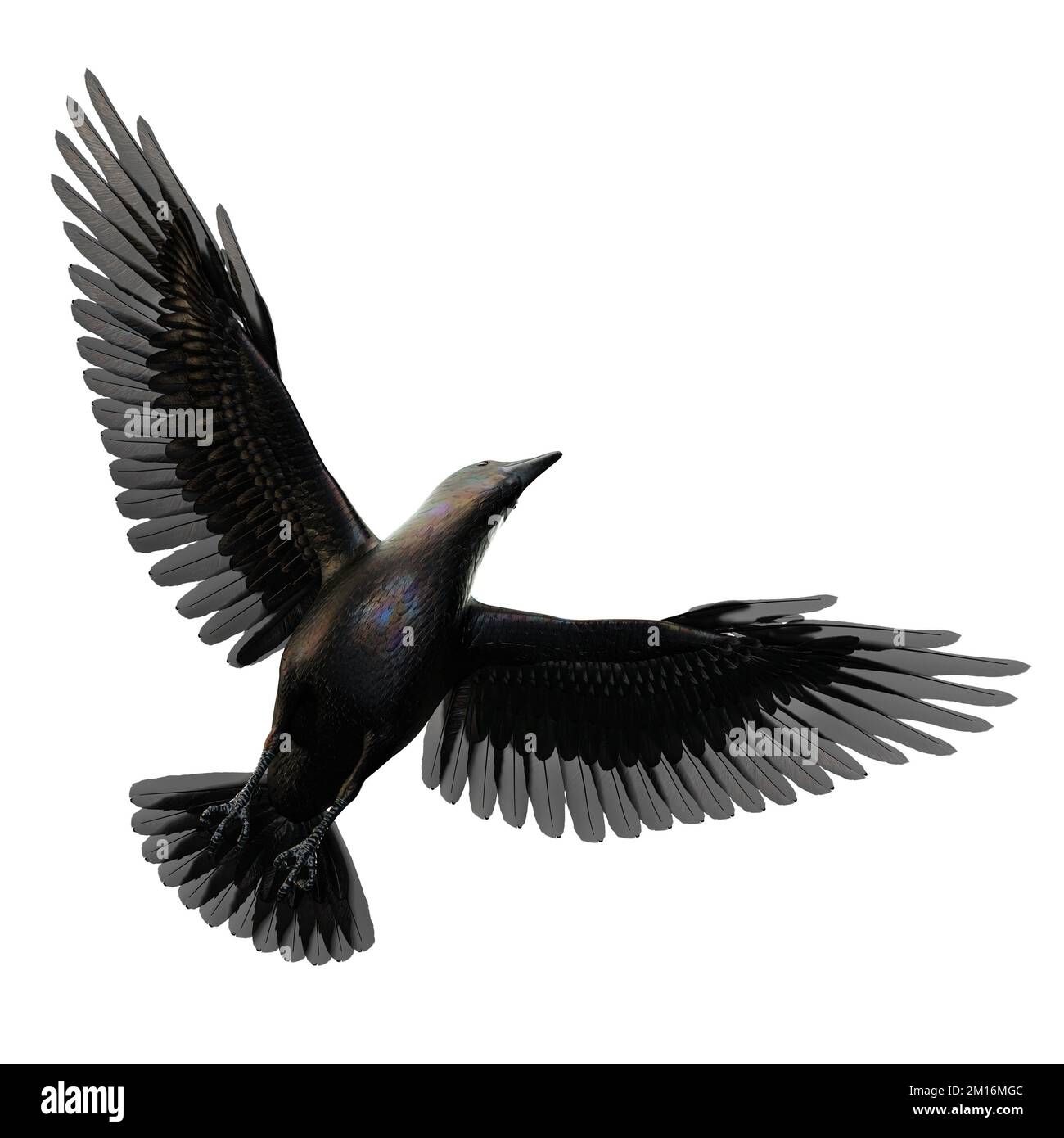 Black crow isolated on a white background, 3D Illustration, 3D ...