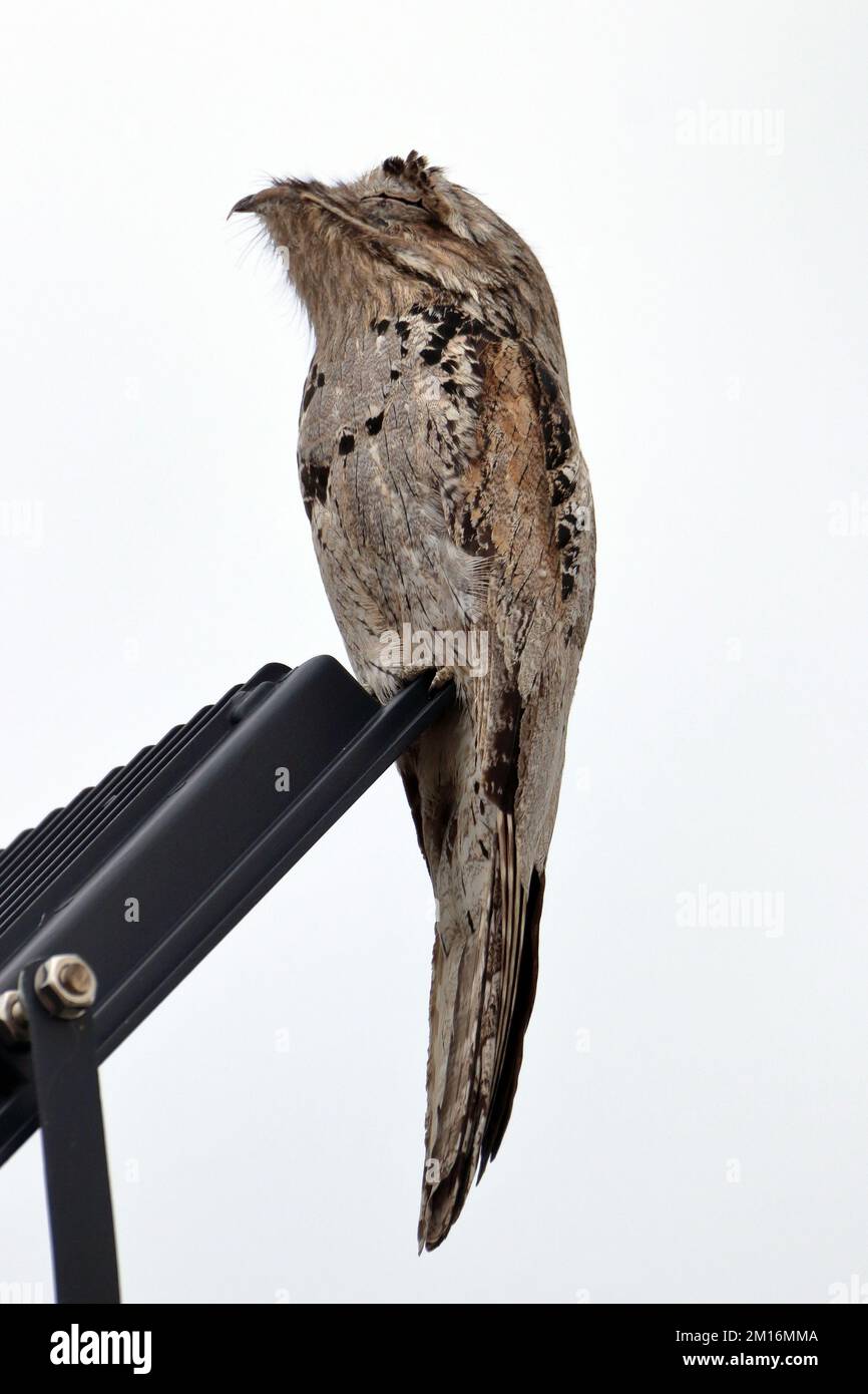 Common Potoo (Nyctibius griseus), isolated, perched on an antenna in ...
