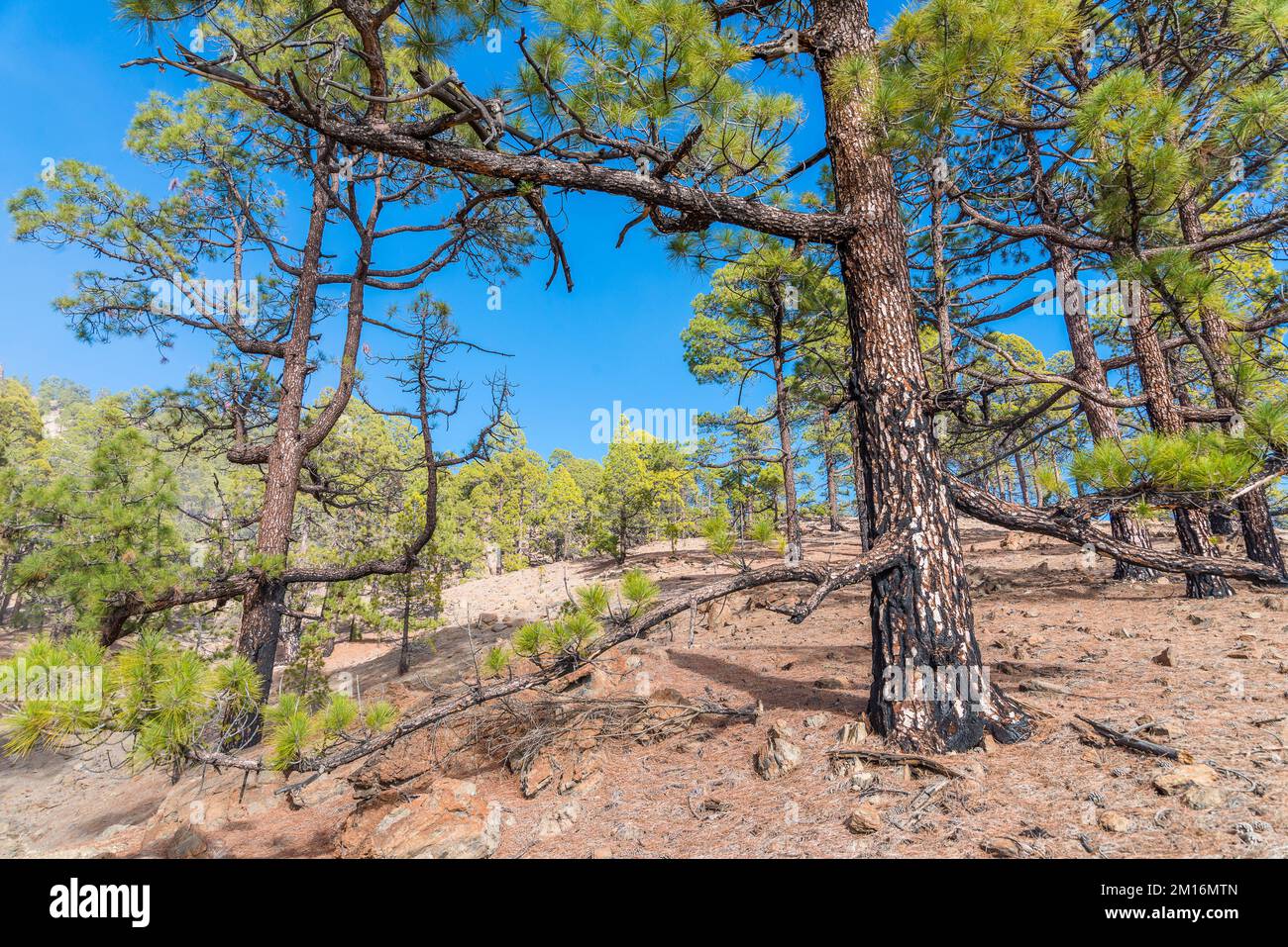 Pinus canariensis, the Canary Island pine, is a species of gymnosperm ...