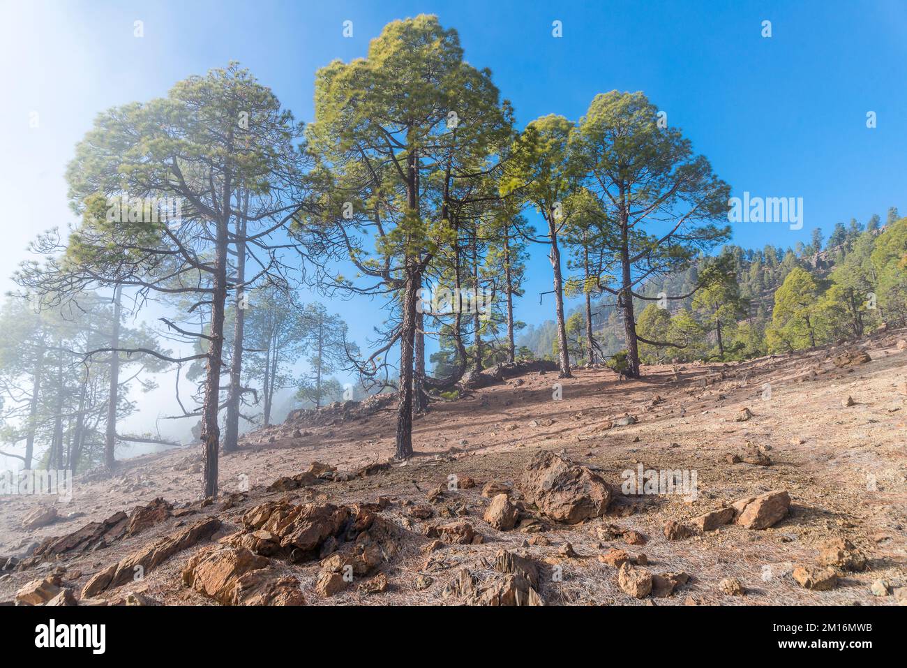 Pinus canariensis, the Canary Island pine, is a species of gymnosperm ...