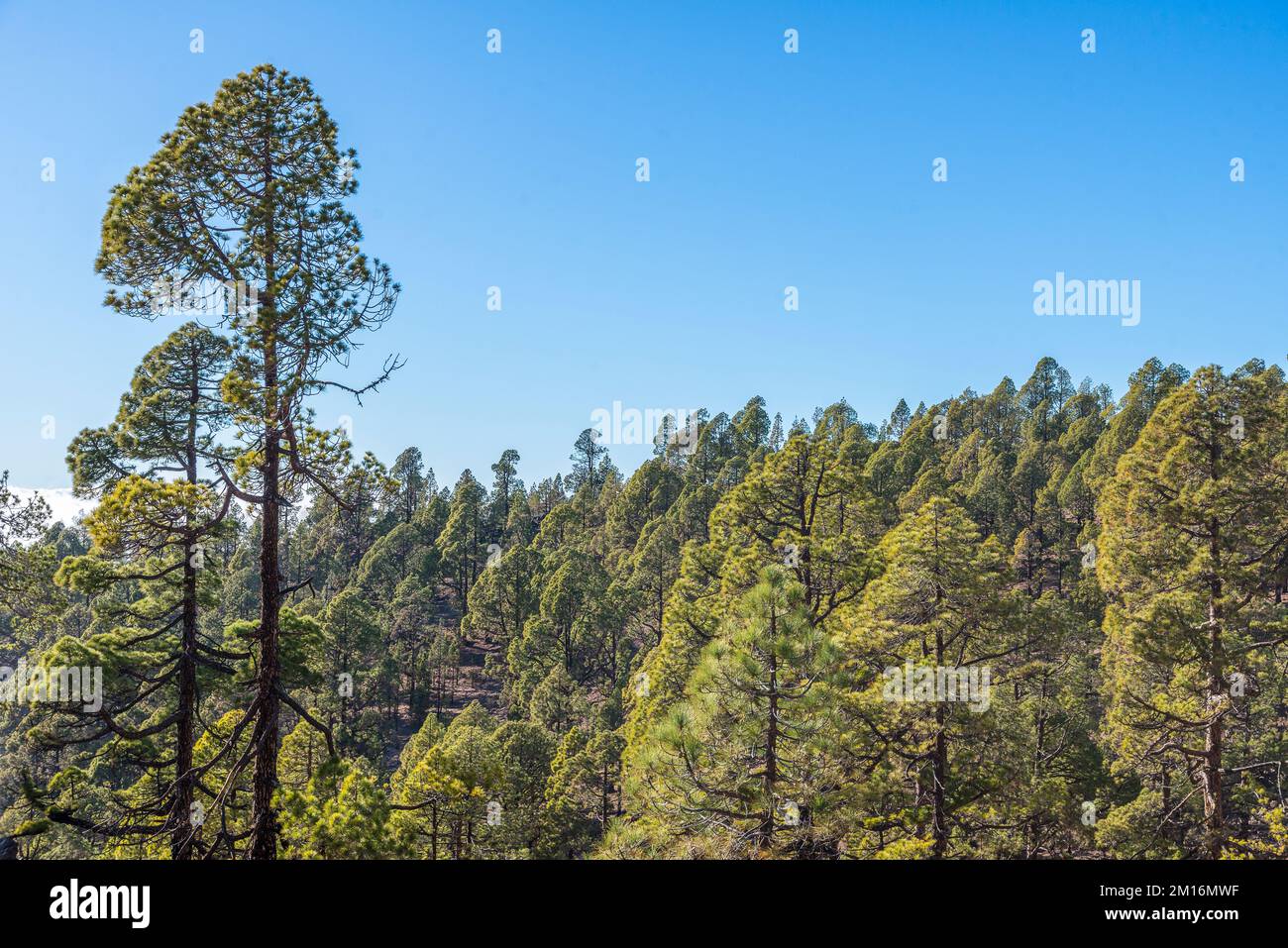 Pinus canariensis, the Canary Island pine, is a species of gymnosperm ...