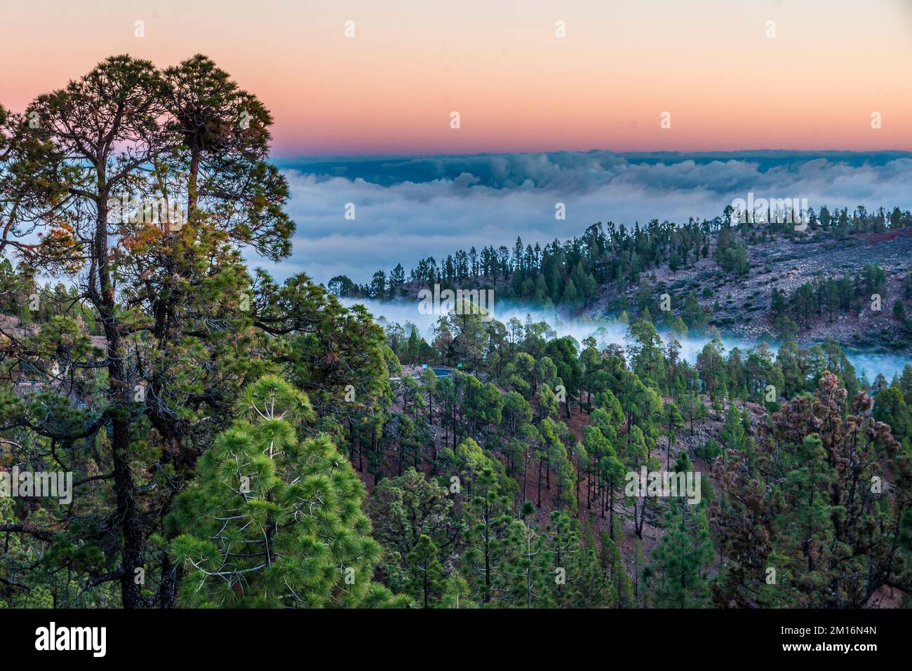 Pinus canariensis, the Canary Island pine, is a species of gymnosperm ...