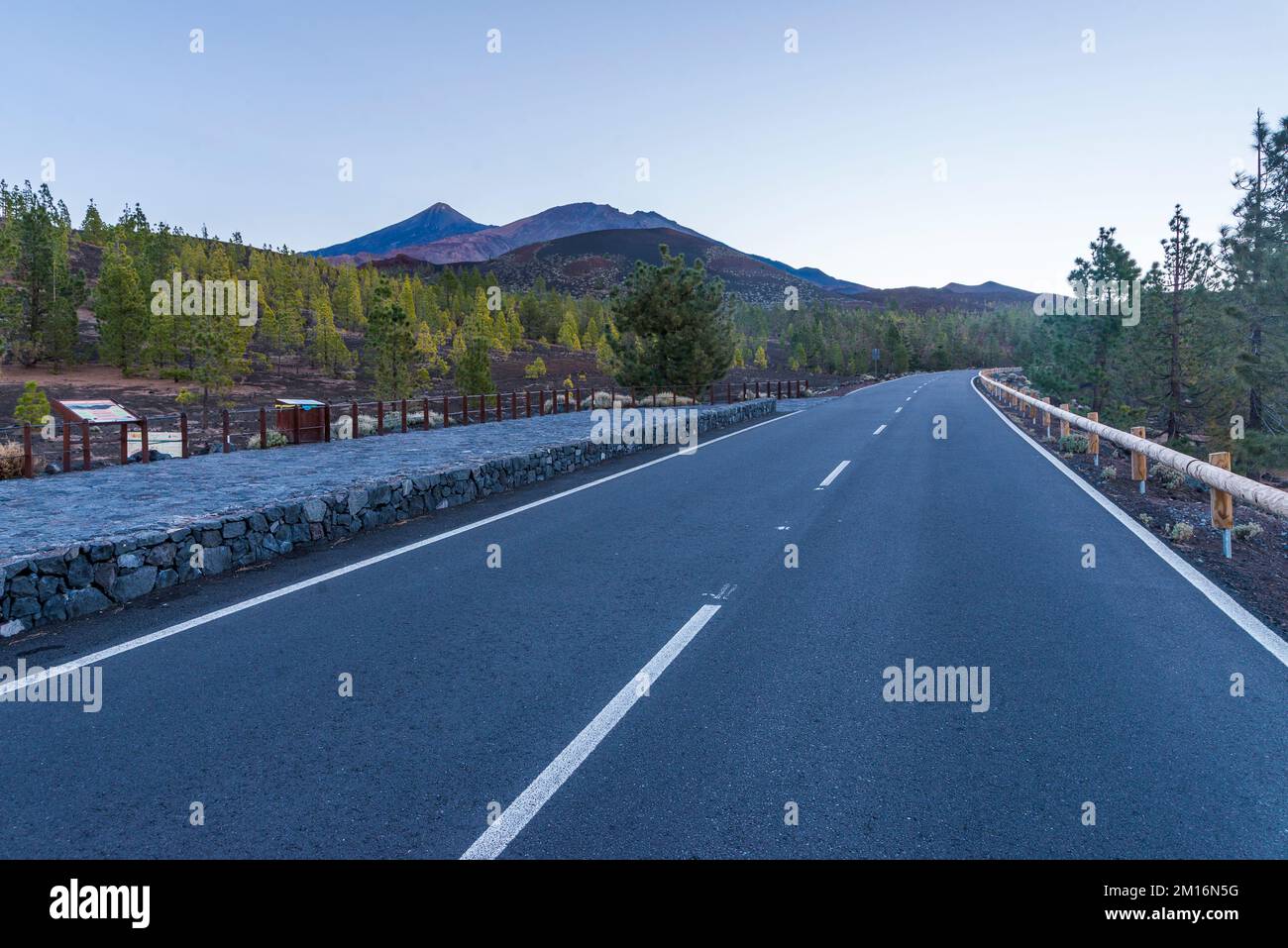 Pinus canariensis, the Canary Island pine, is a species of gymnosperm ...