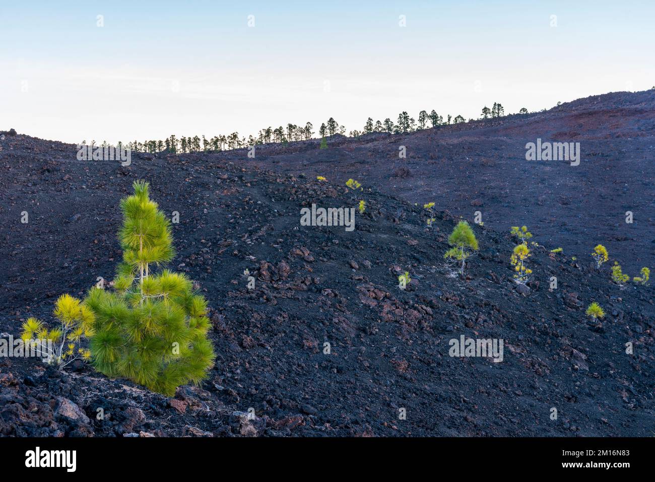 Pinus canariensis, the Canary Island pine, is a species of gymnosperm ...