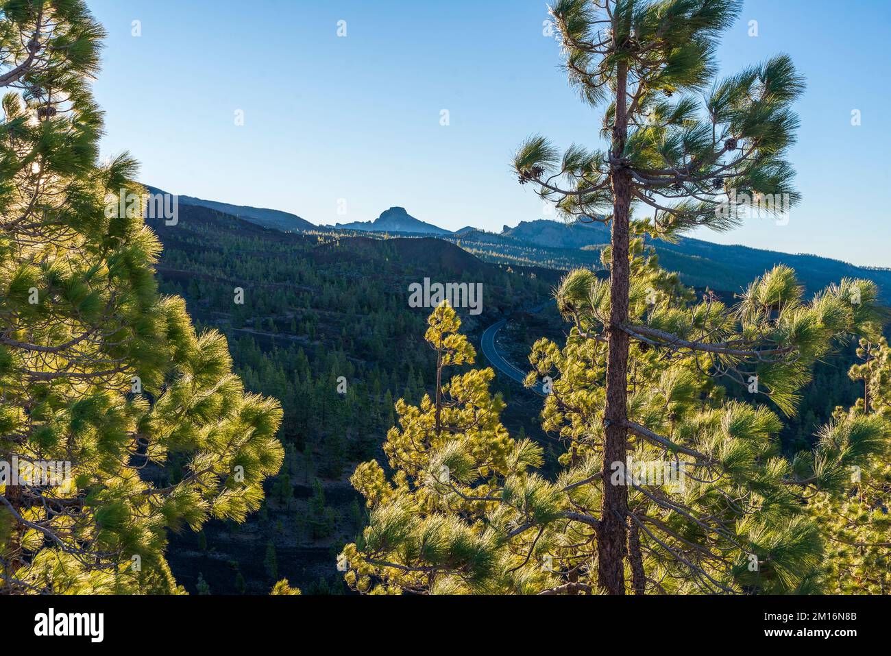 Pinus canariensis, the Canary Island pine, is a species of gymnosperm ...