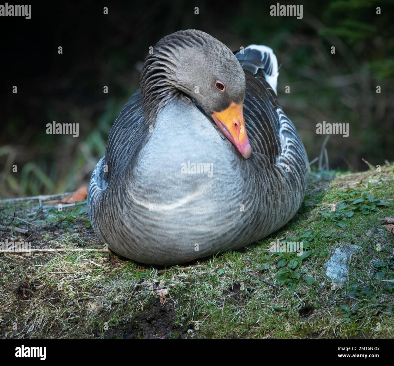 Gree Goose taking a little nap Stock Photo - Alamy
