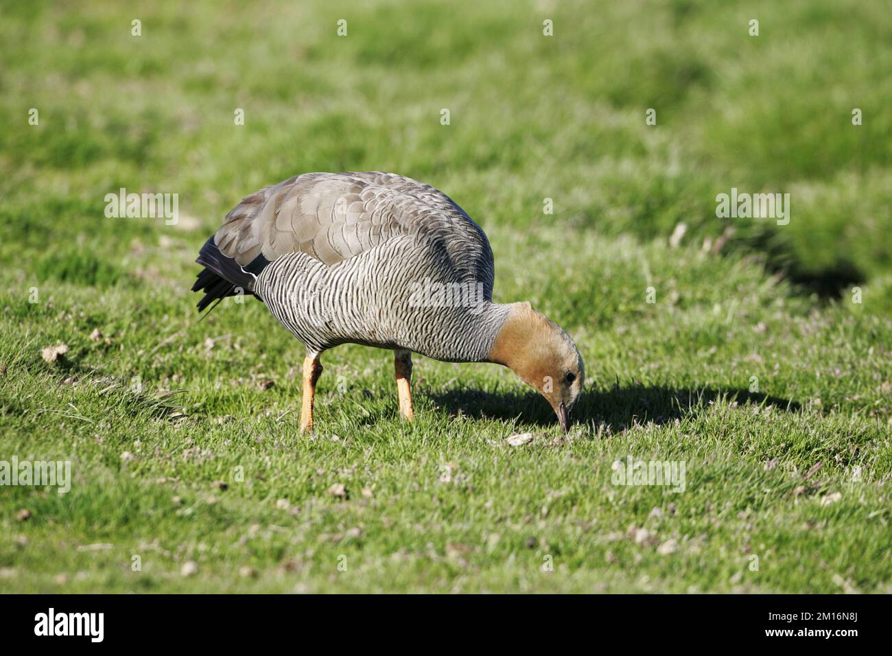 Ruddy-headed goose Chloephaga rubidiceps feeding in short turf ...