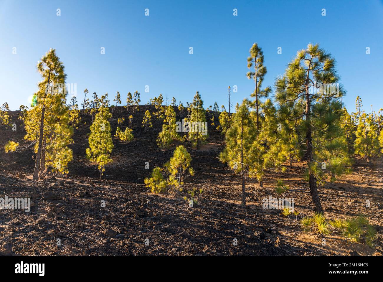 Pinus canariensis, the Canary Island pine, is a species of gymnosperm ...