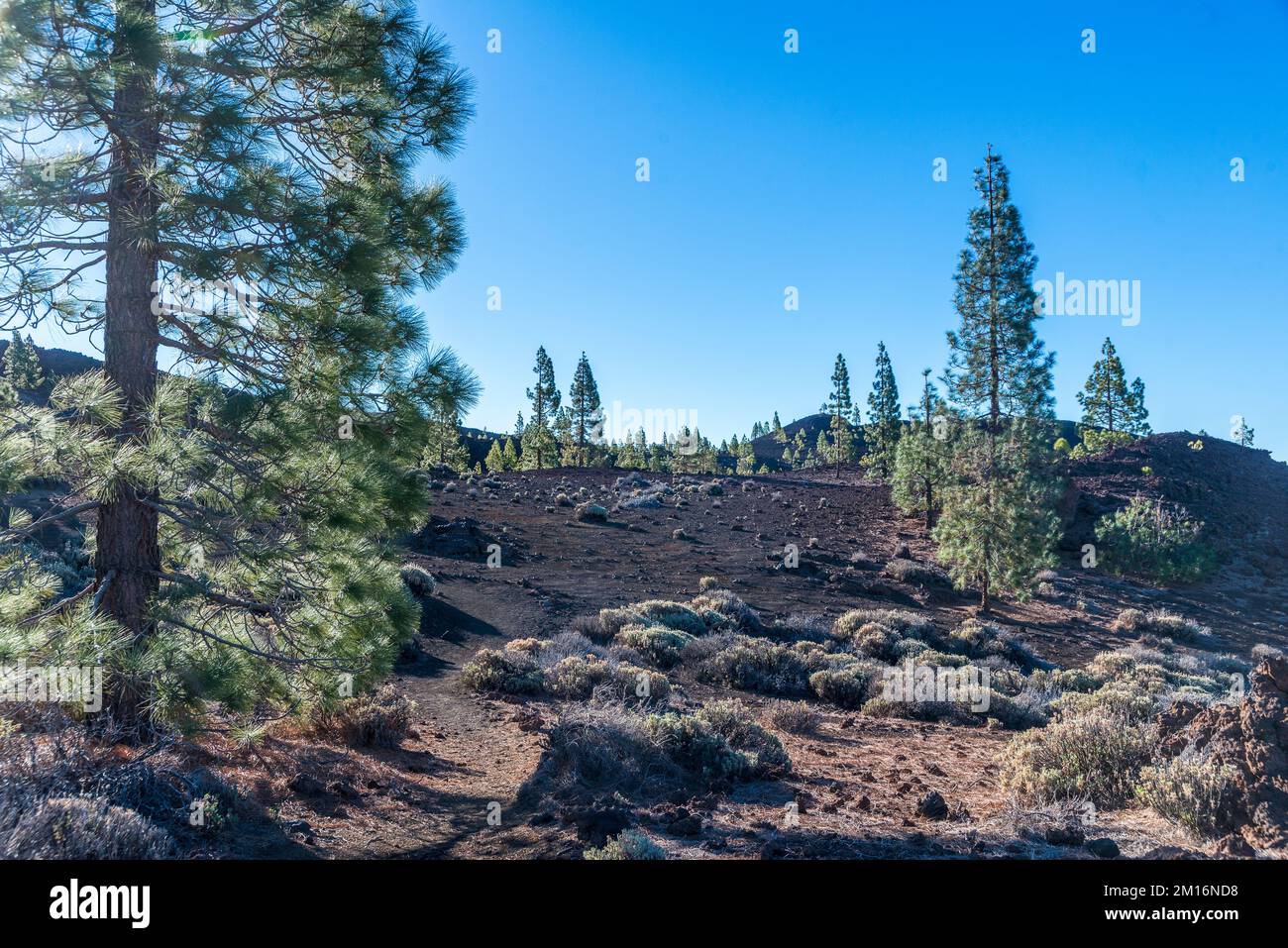 Pinus canariensis, the Canary Island pine, is a species of gymnosperm ...