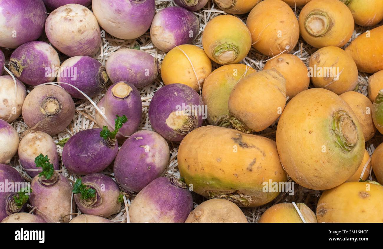 Organic red and yellow turnips Stock Photo - Alamy