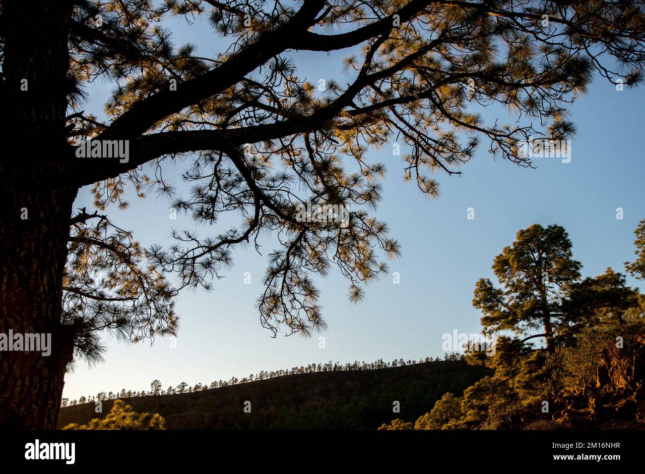 Pinus canariensis, the Canary Island pine, is a species of gymnosperm ...