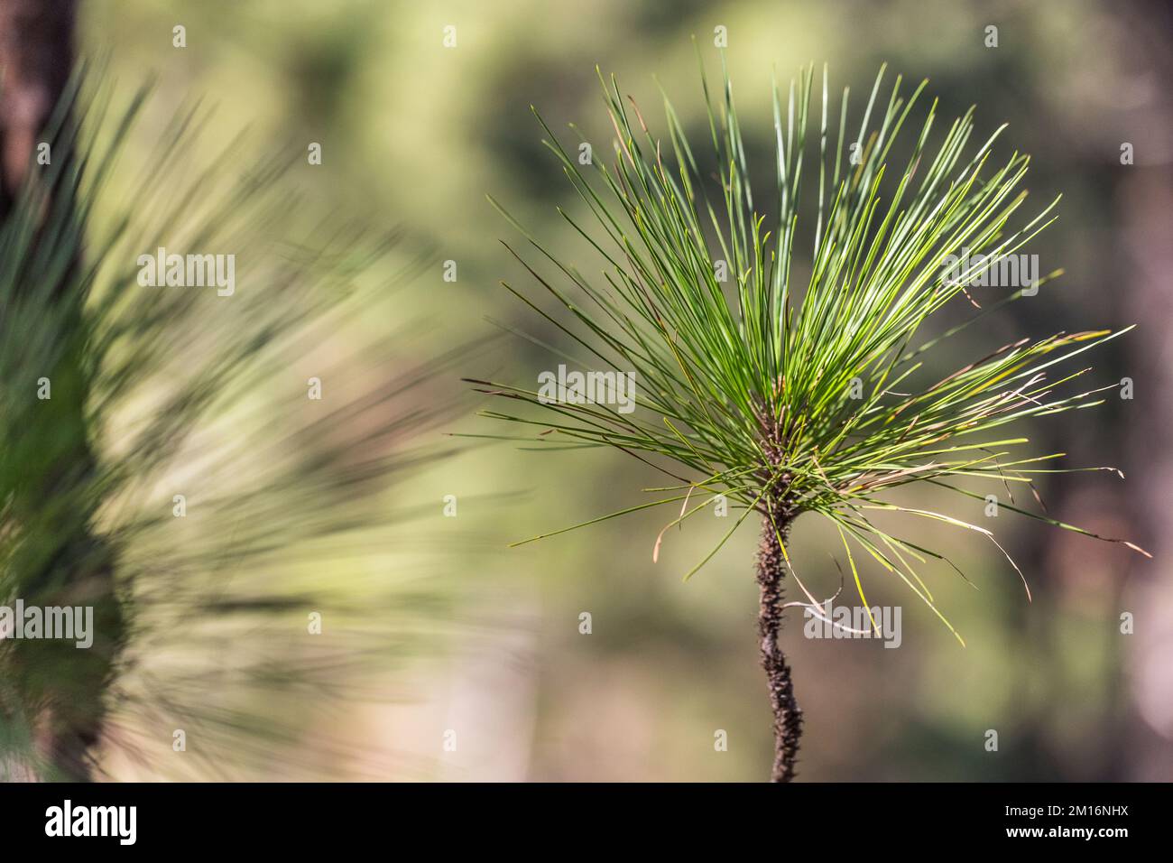 Pinus canariensis, the Canary Island pine, is a species of gymnosperm ...