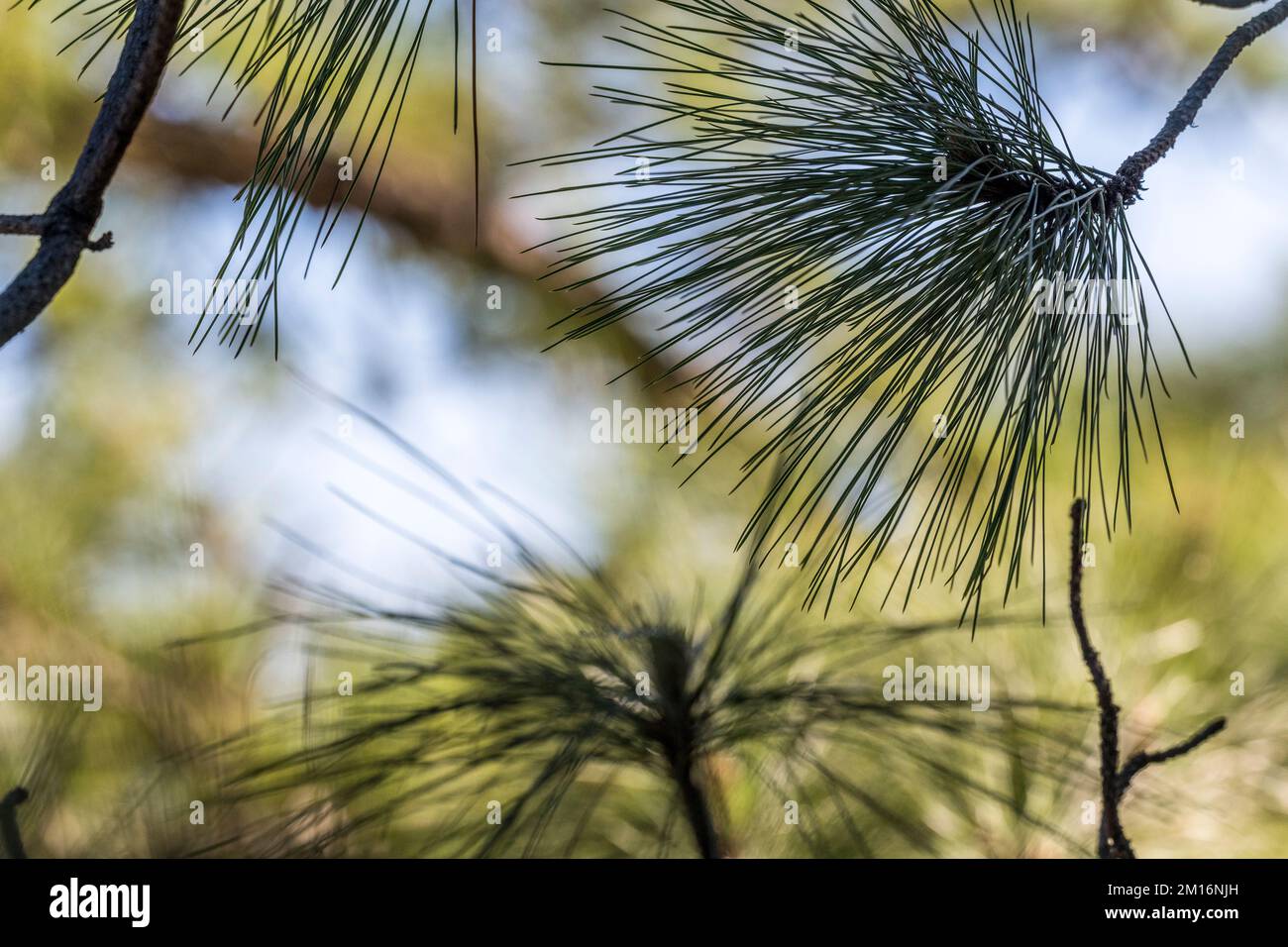 Pinus canariensis, the Canary Island pine, is a species of gymnosperm ...