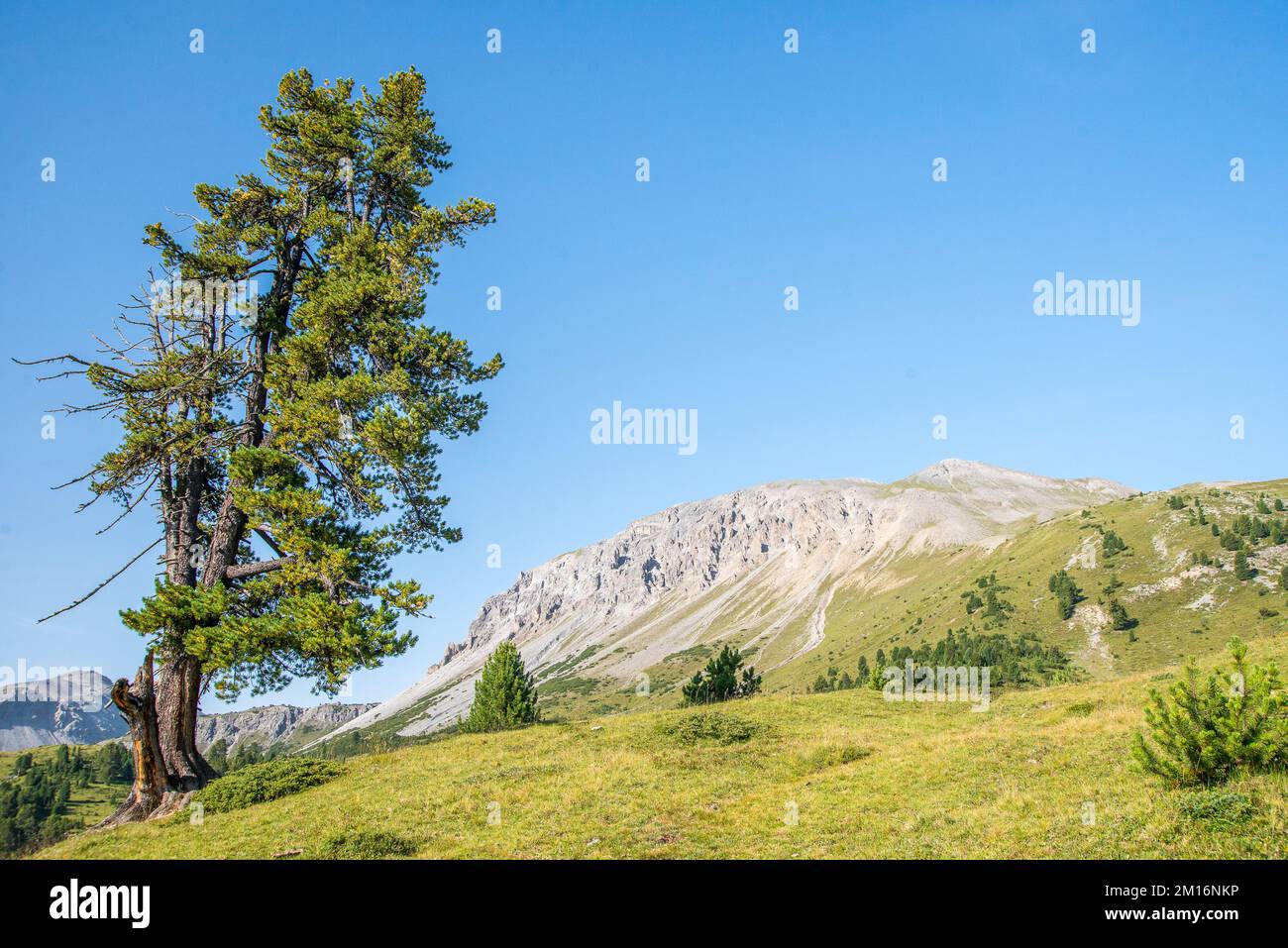 Pinus cembra, also known as Swiss pine, Swiss stone pine or Arolla pine ...