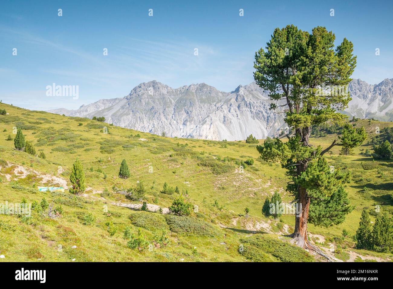 Pinus cembra, also known as Swiss pine, Swiss stone pine or Arolla pine ...