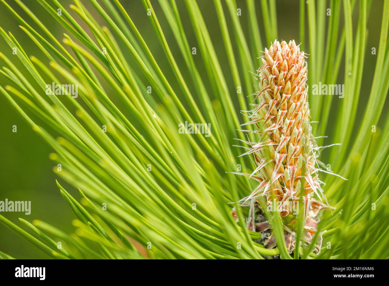 Inflorescence pinus hi-res stock photography and images - Alamy