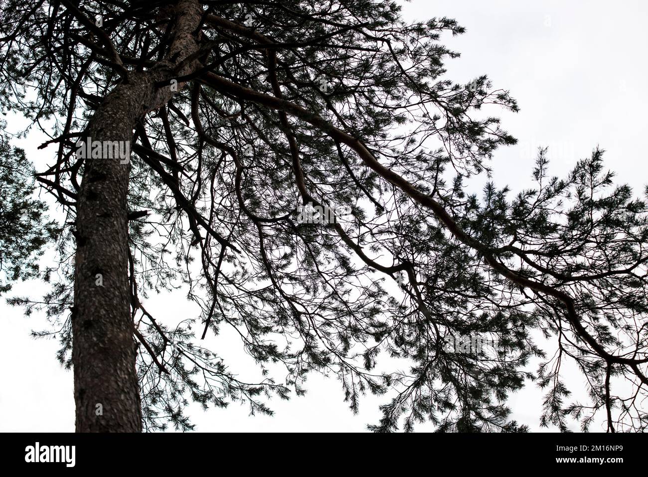Pinus sylvestris, the Scots pine (UK), Scotch pine (US) or Baltic pine ...