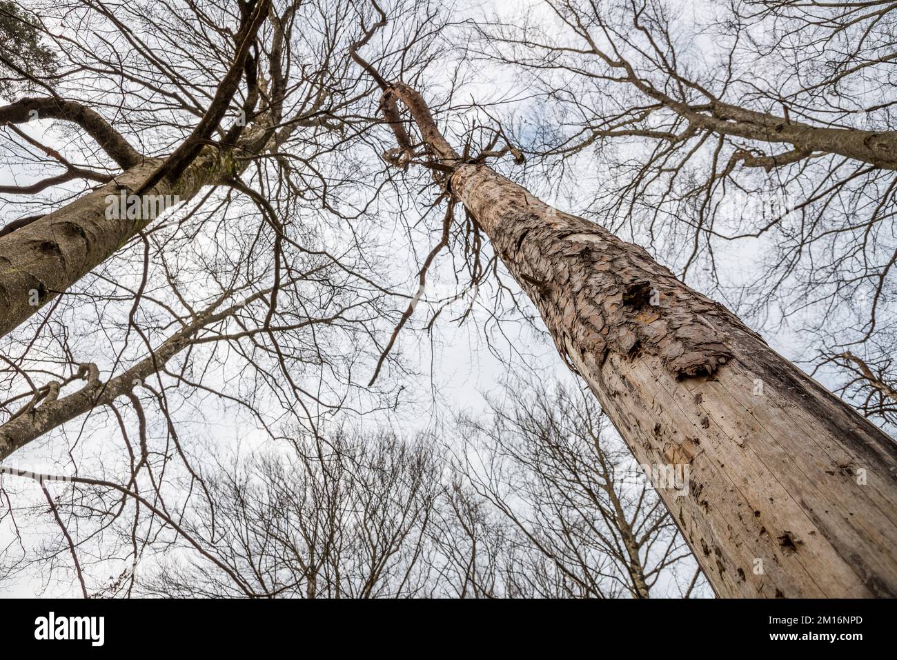 Conifer tree silhouette hi-res stock photography and images - Alamy