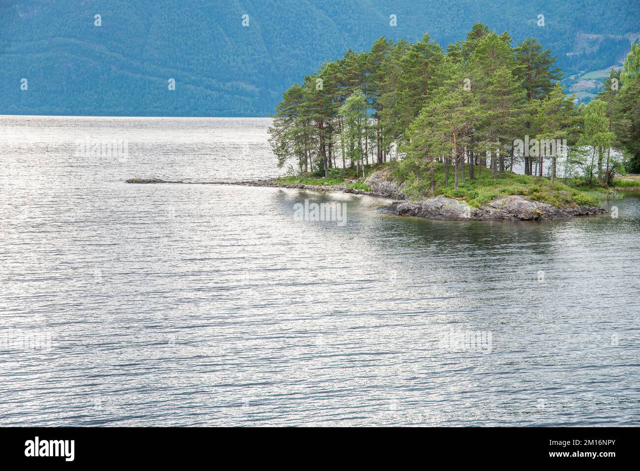 Pinus sylvestris, the Scots pine (UK), Scotch pine (US) or Baltic pine ...